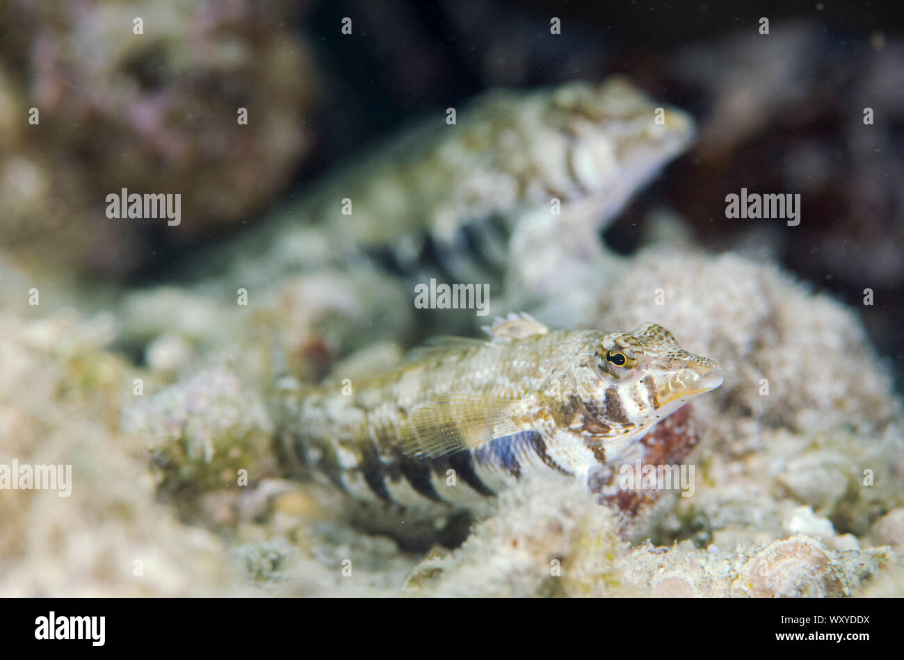 Sharpnose Sandperch, Parapercis cylindrica, on sand, Gili Lawa Laut ...