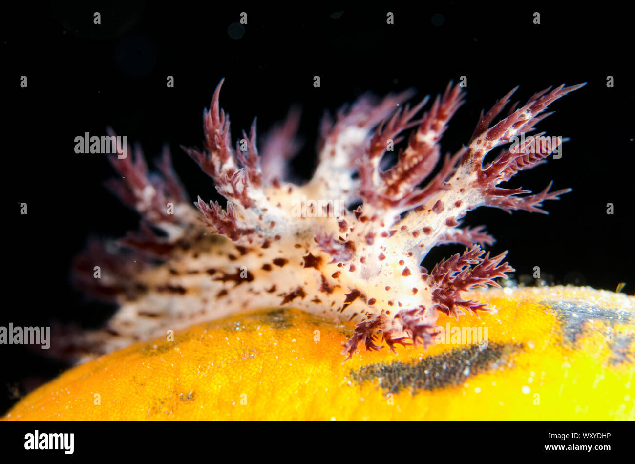 Dendronotus Nudibranch, Dendronotus sp, IMAX dive site, Tatawa Besar ...