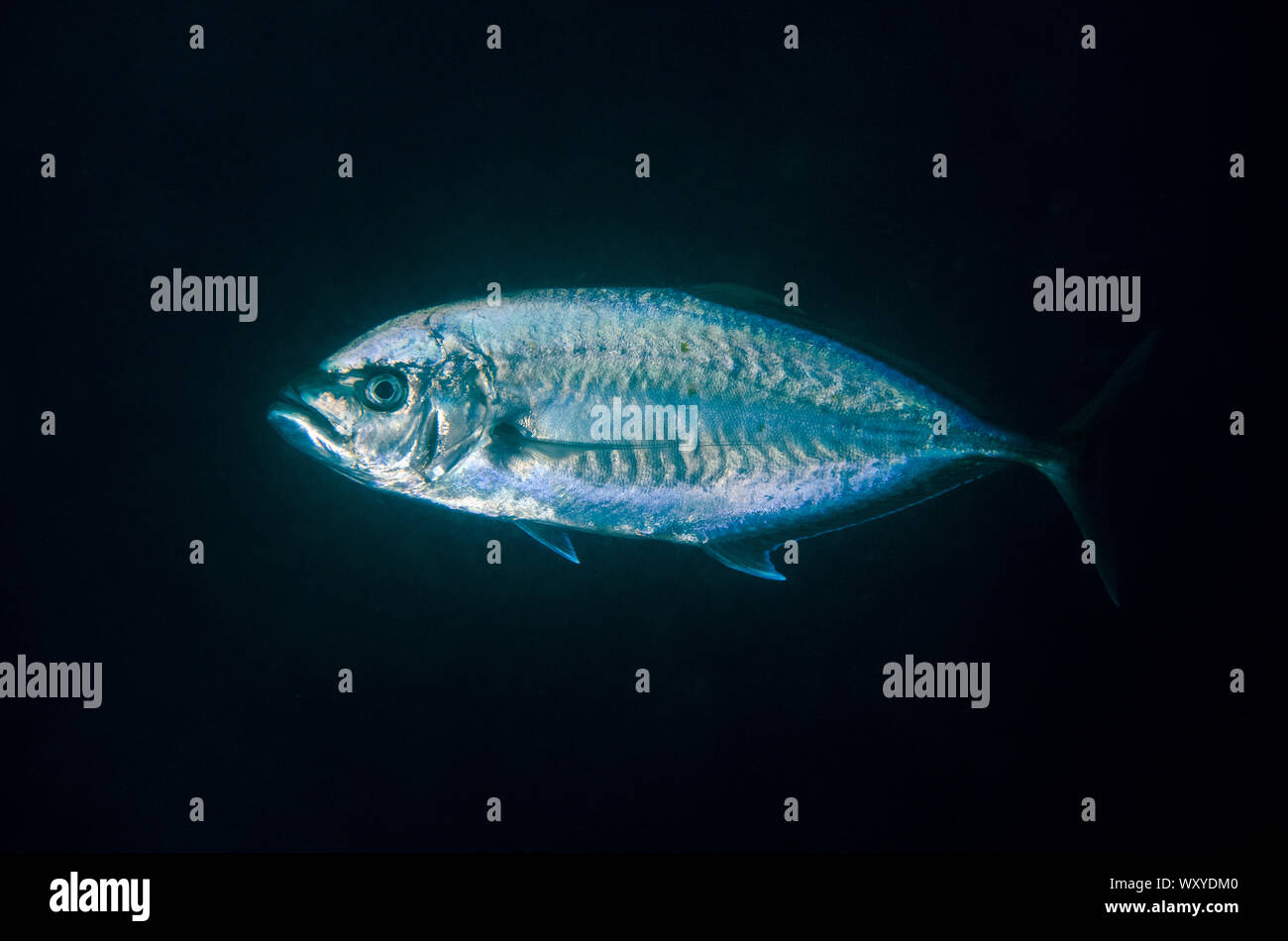Barcheek Trevally, Carangoides plagiotaenia, Batu Bulong dive site ...
