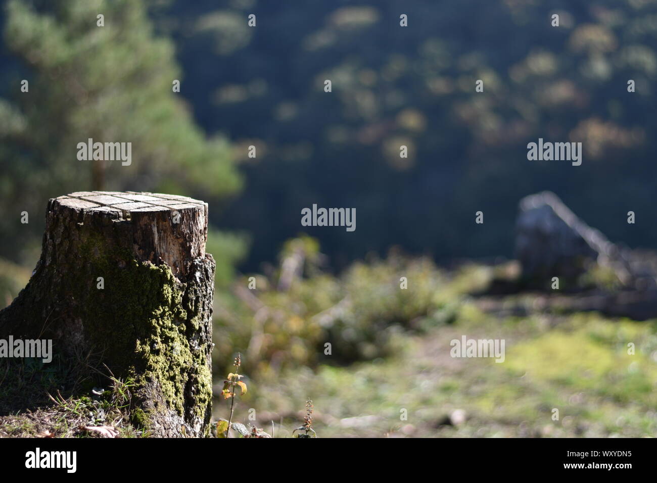 Chopped tree trunk with rock and forest in background Stock Photo - Alamy