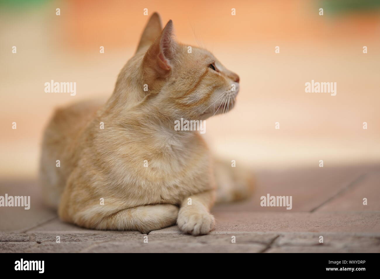 cute ginger cat rest outdoor, relaxation domestic animals Stock Photo ...