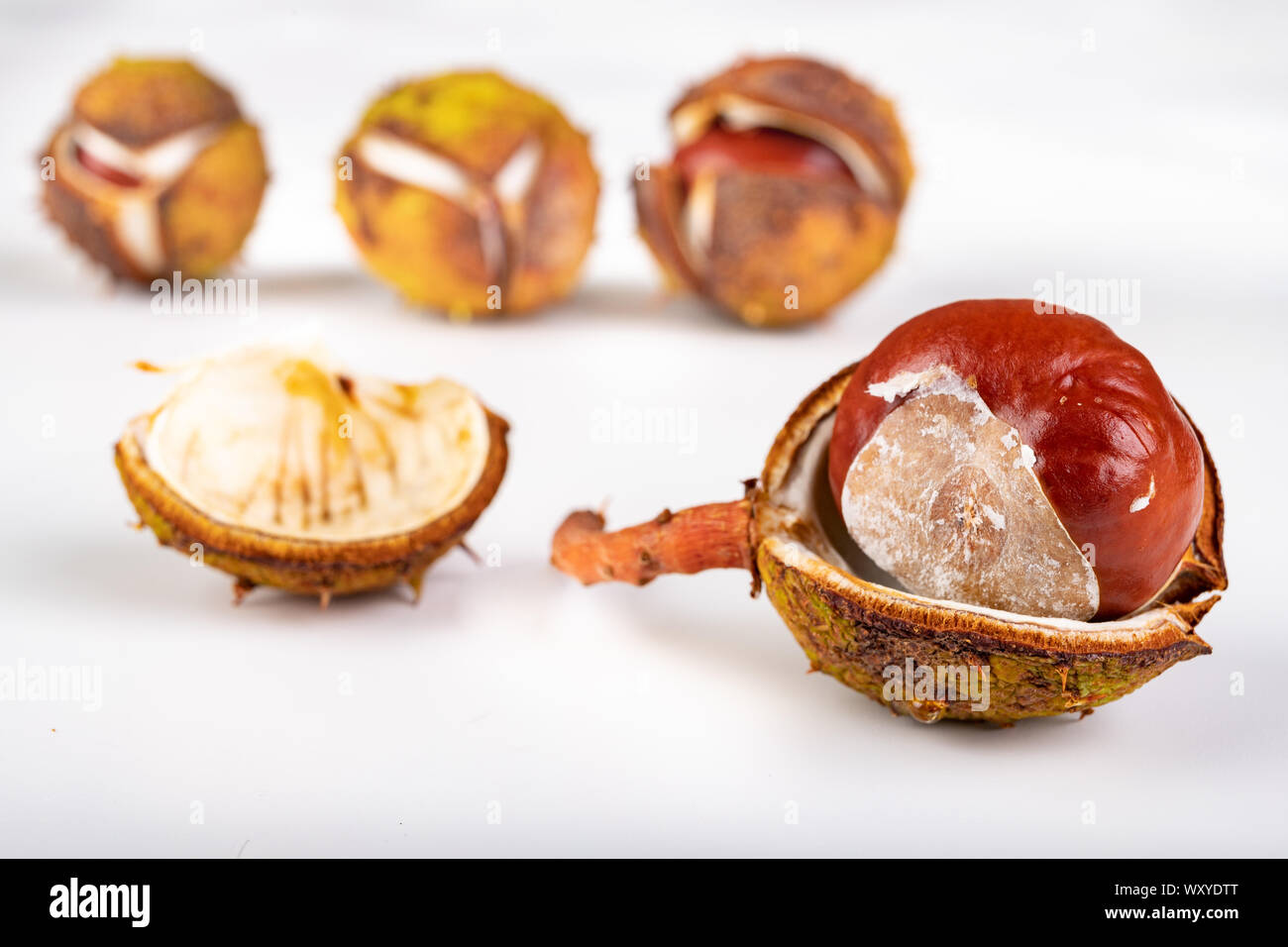 Ripe chestnuts in shell on the table. Chestnut tree fruit. White ...