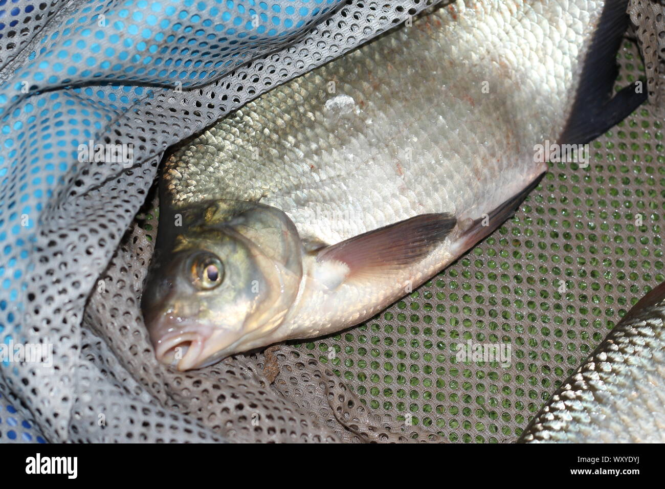 Abramis brama bream hi-res stock photography and images - Alamy