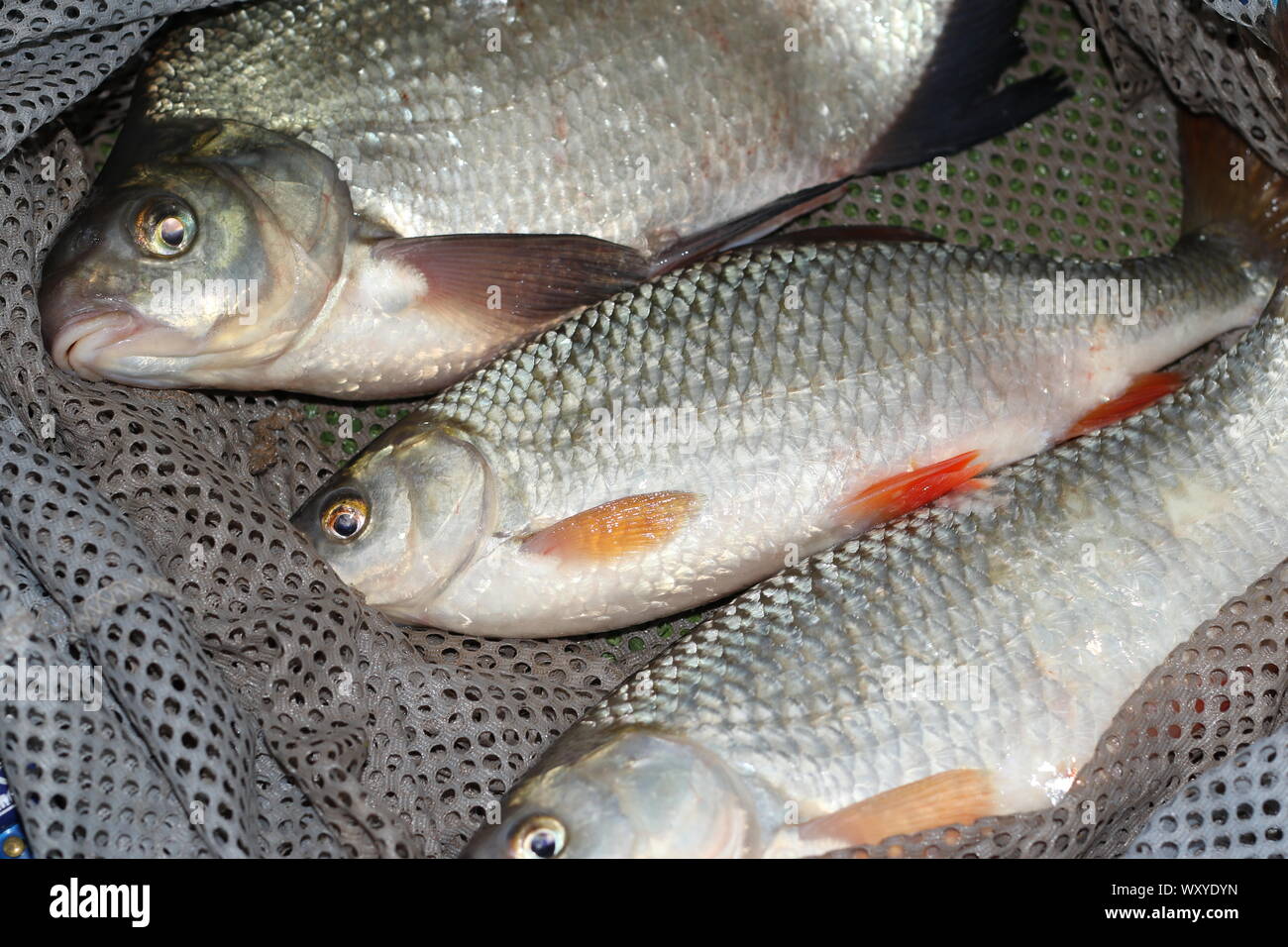 Silver bream hi-res stock photography and images - Alamy