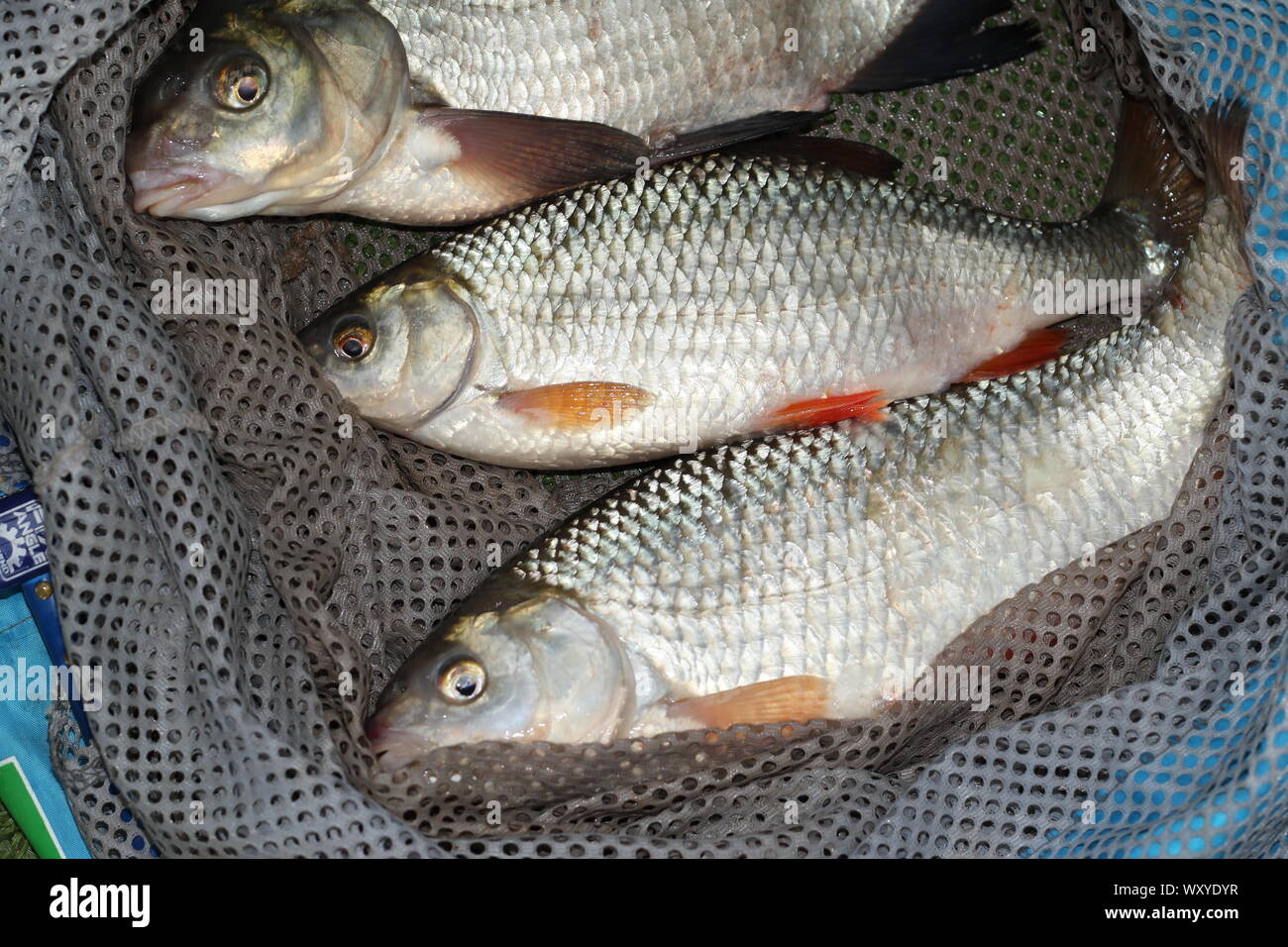 Silver bream hi-res stock photography and images - Alamy
