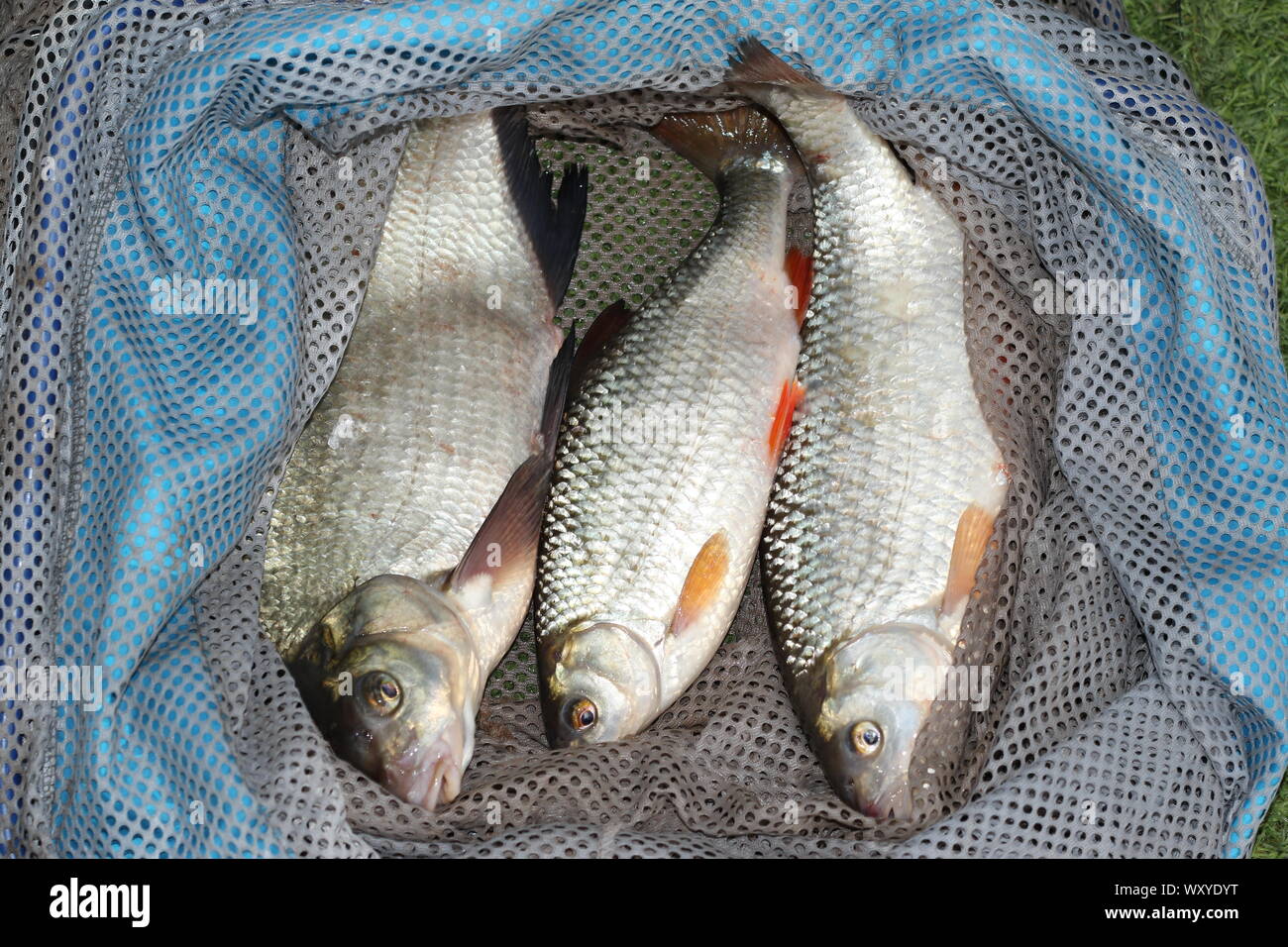 Roach and bream in keepnet Stock Photo - Alamy