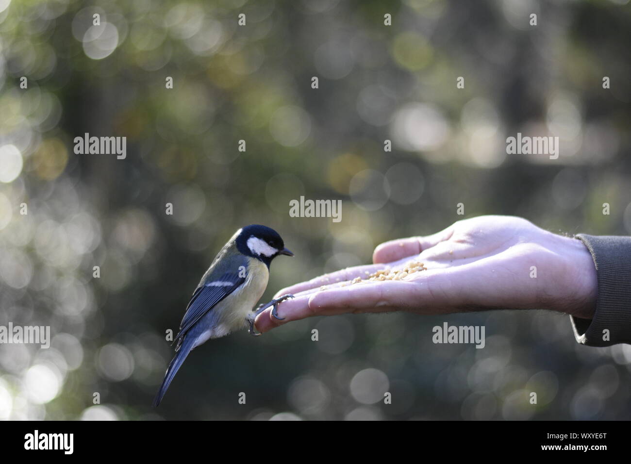 trust bird on the hand Stock Photo - Alamy