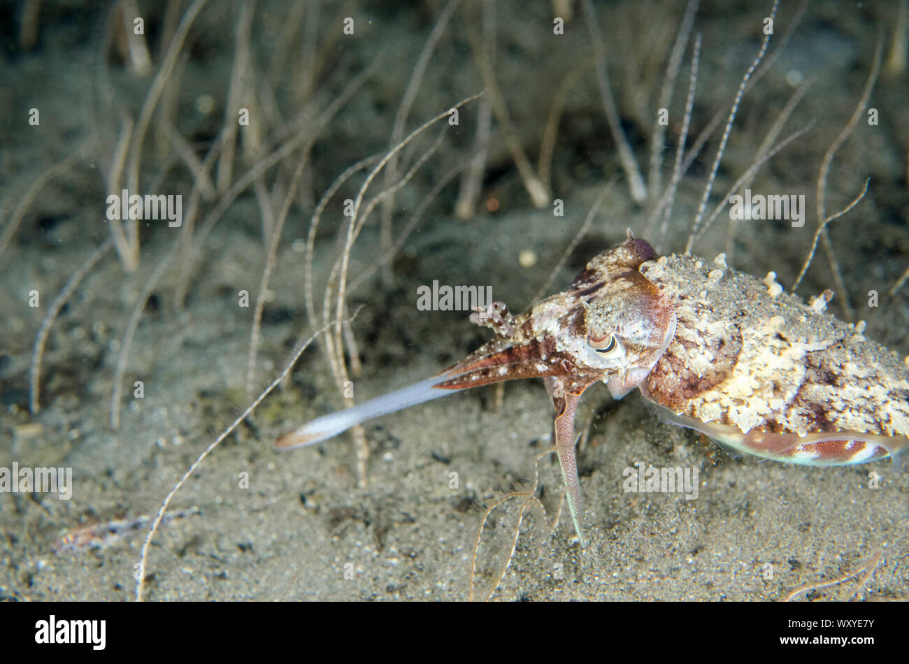 Stumpy-spined Cuttlefish, Sepia bandensis, feeding on goby, on sand ...