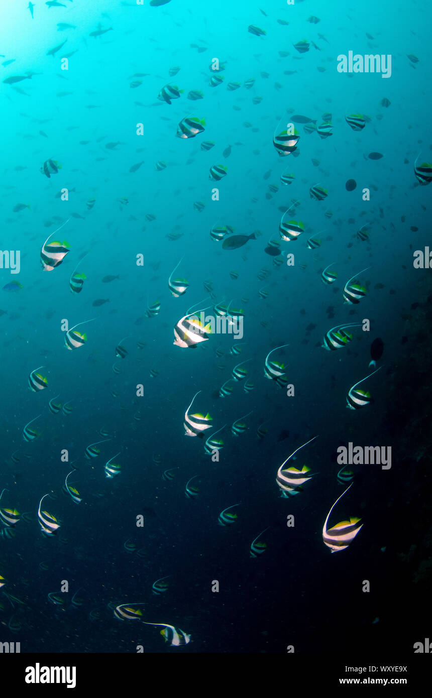 School of Longfin Bannerfish, Heniochus acuminatus, with long dorsal ...