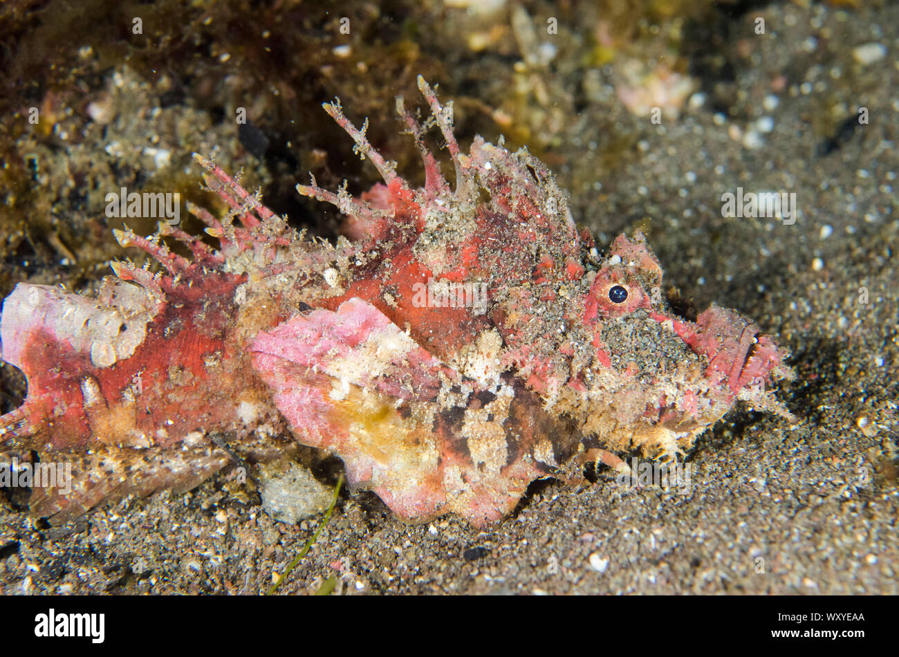 Spiny Devilfish, Inimicus didactylus, walking on sand with spines erect ...