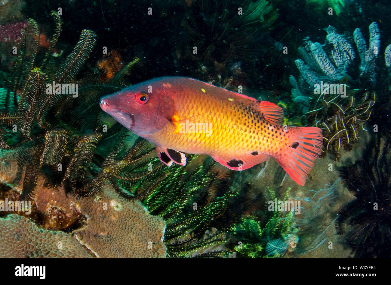 Redfin hogfish bodianus dictynna hi-res stock photography and images ...