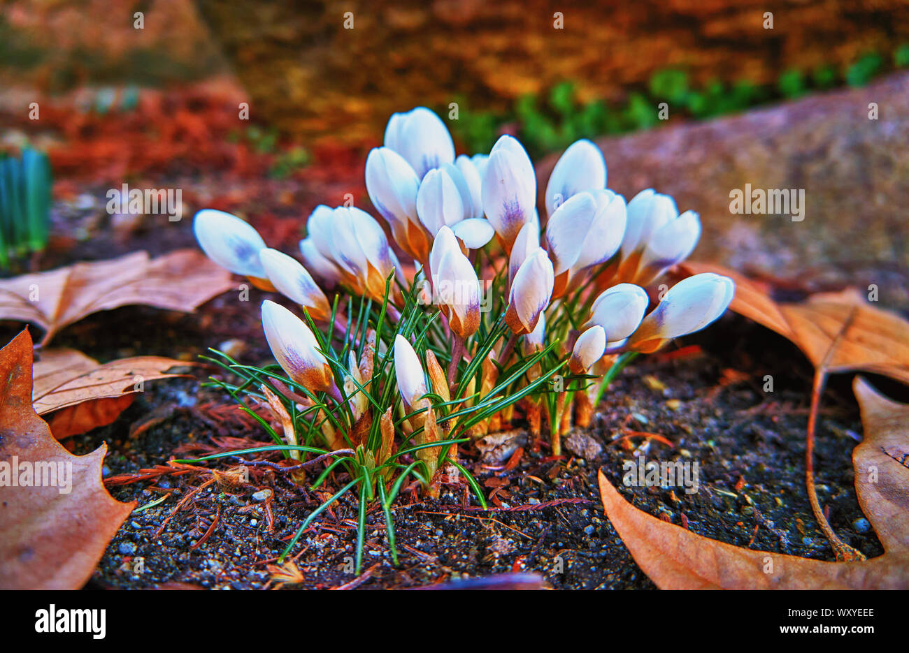 White crocuses in front of blurred green background Stock Photo - Alamy