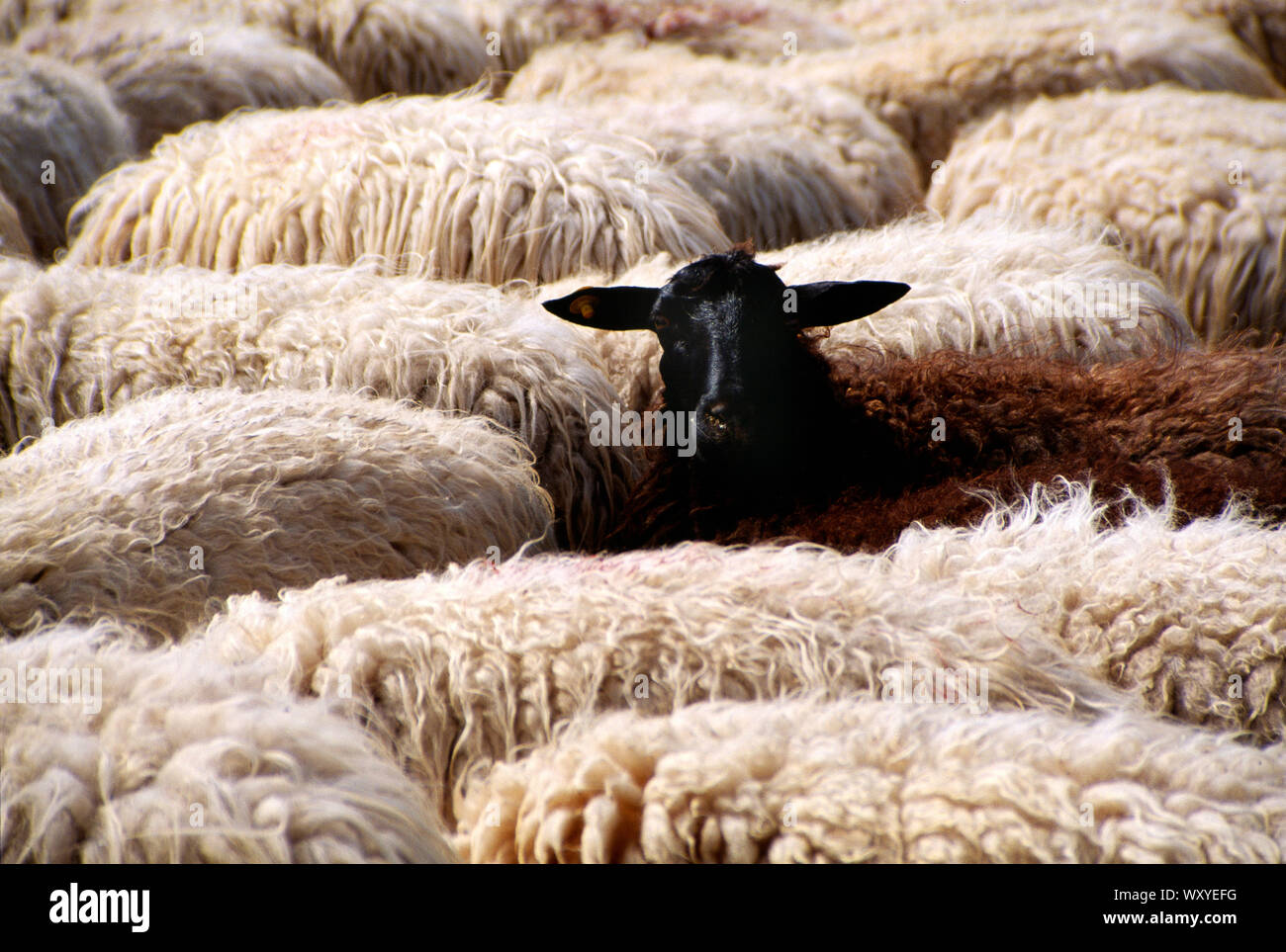 Greece. Lesbos. Agriculture. Sheep Stock Photo - Alamy