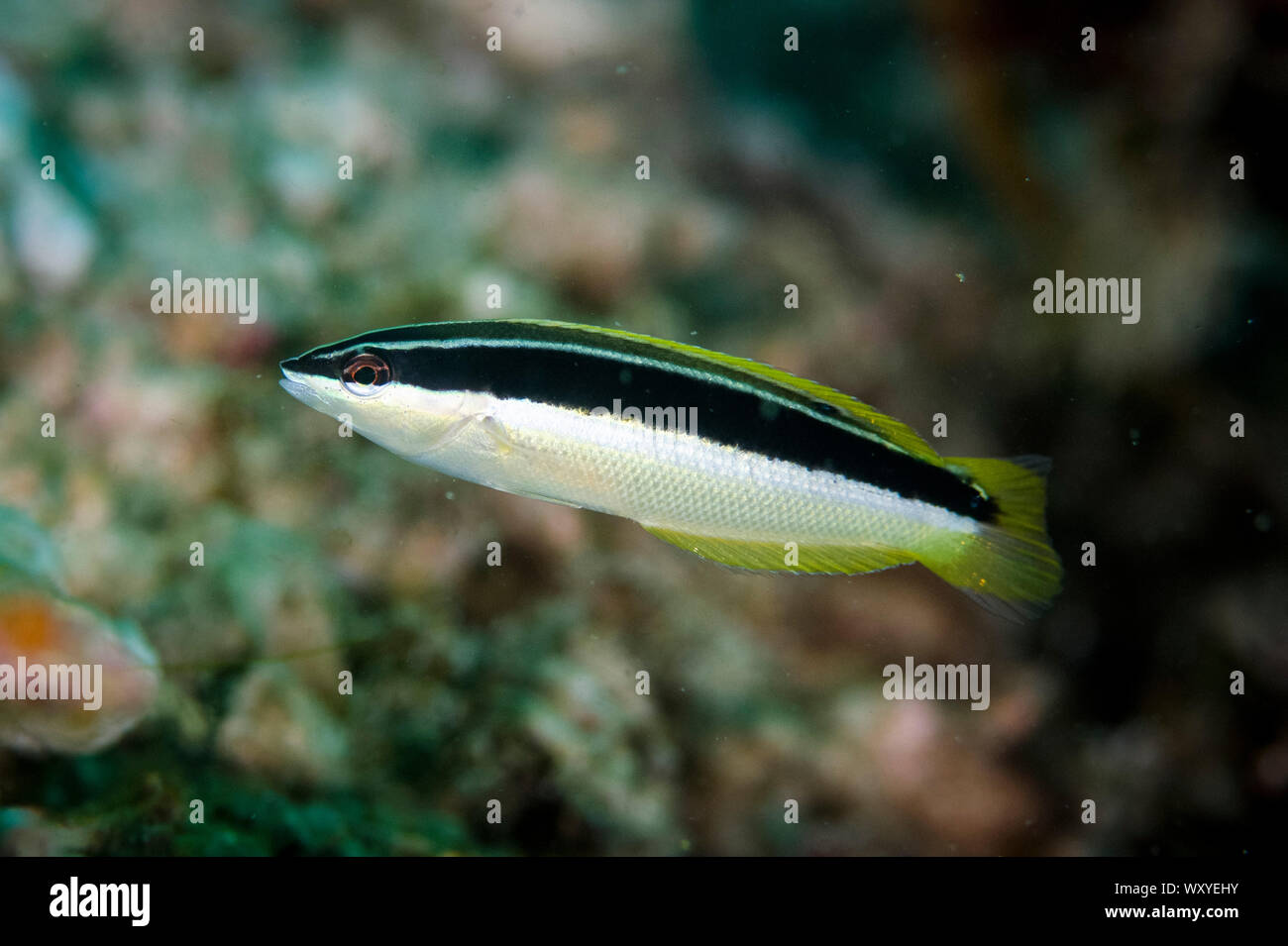 Pixie Coris, Coris pictoides, Wainilu dive site, Rinca Island, Komodo ...