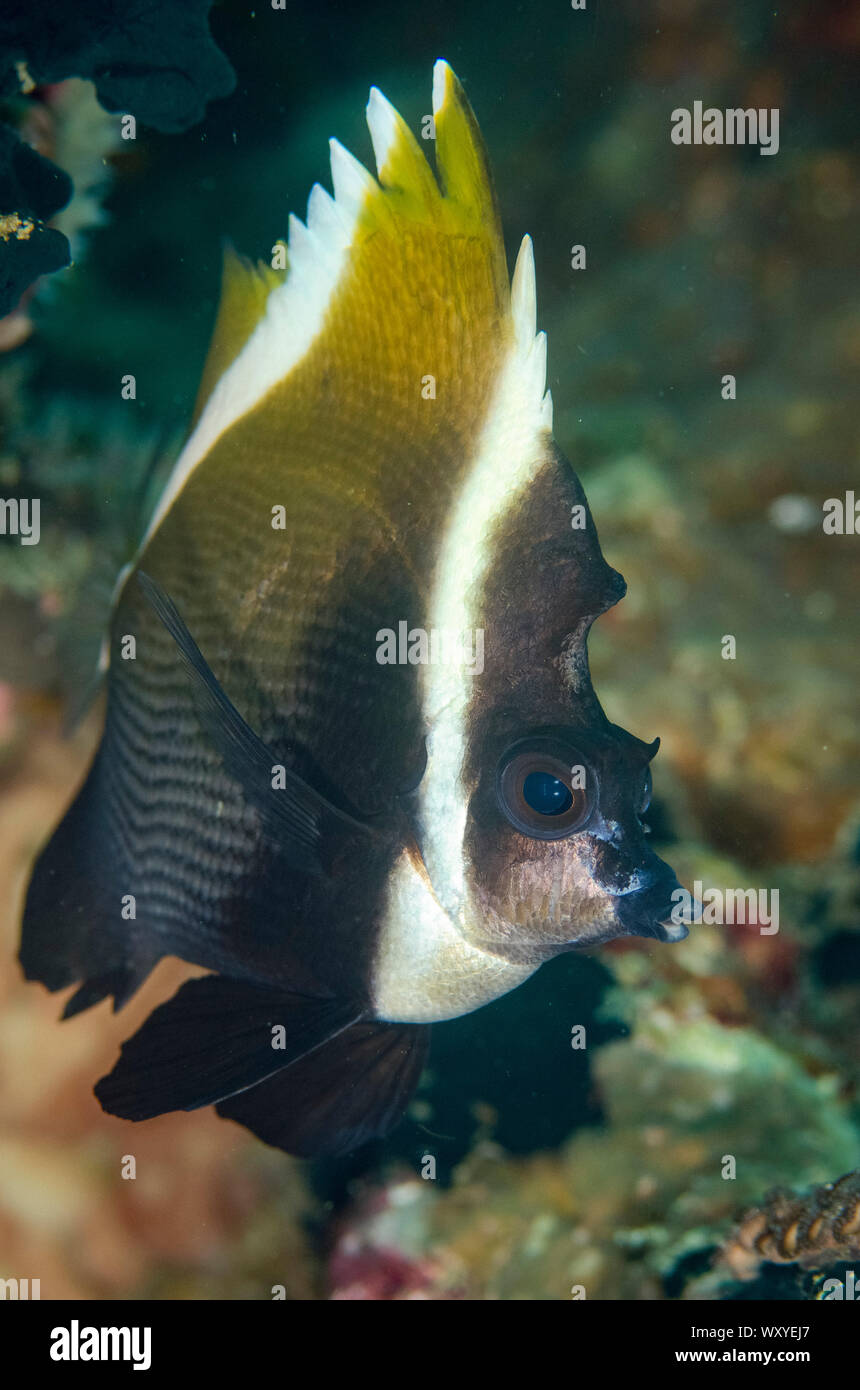 Humphead Bannerfish, Heniochus varius, Sebayor Point dive site, between ...