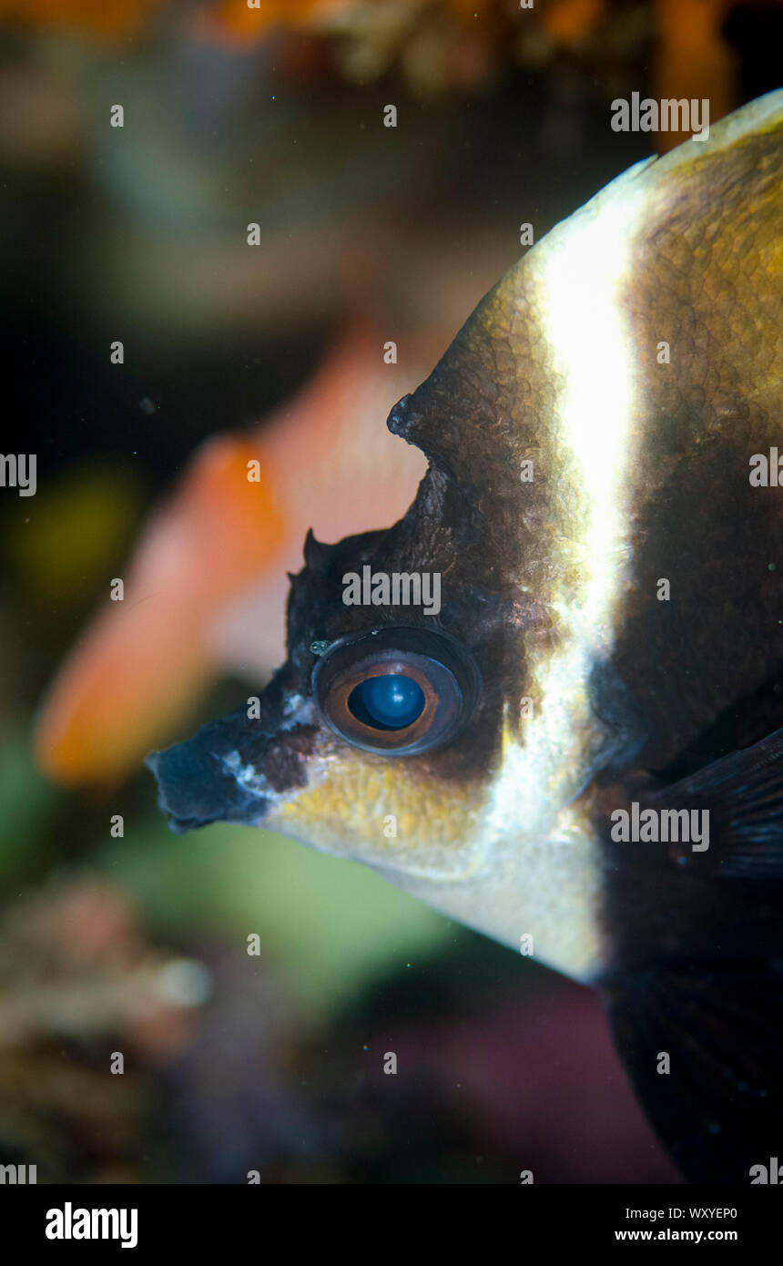 Indian humphead hi-res stock photography and images - Alamy