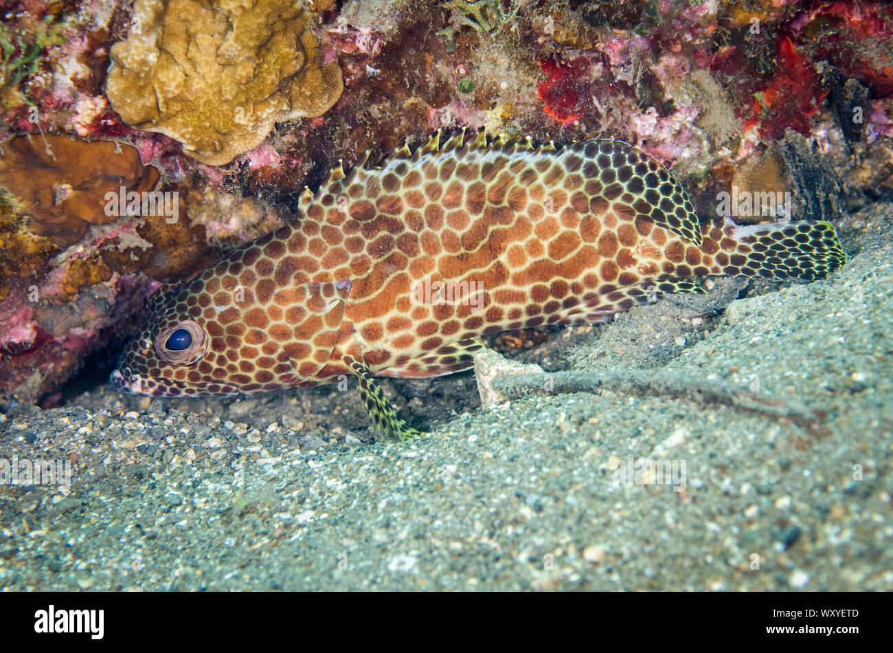 Honeycomb Grouper, Epinephelus merra, Tanjung Gedong dive site, off ...
