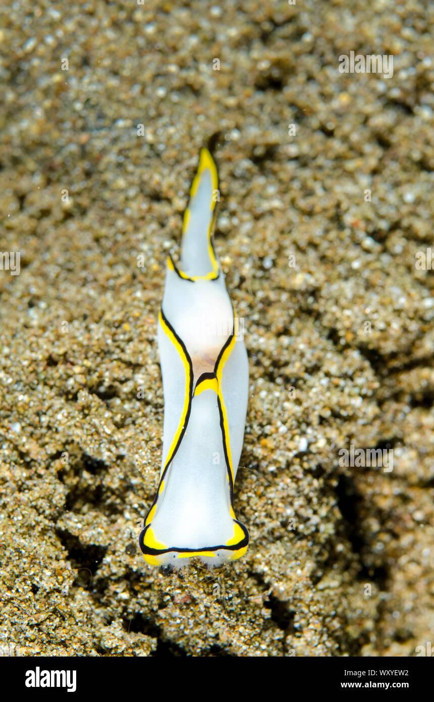Pale Tailed-slug, Chelidonura pallida, Tanjung Gedong dive site, off ...