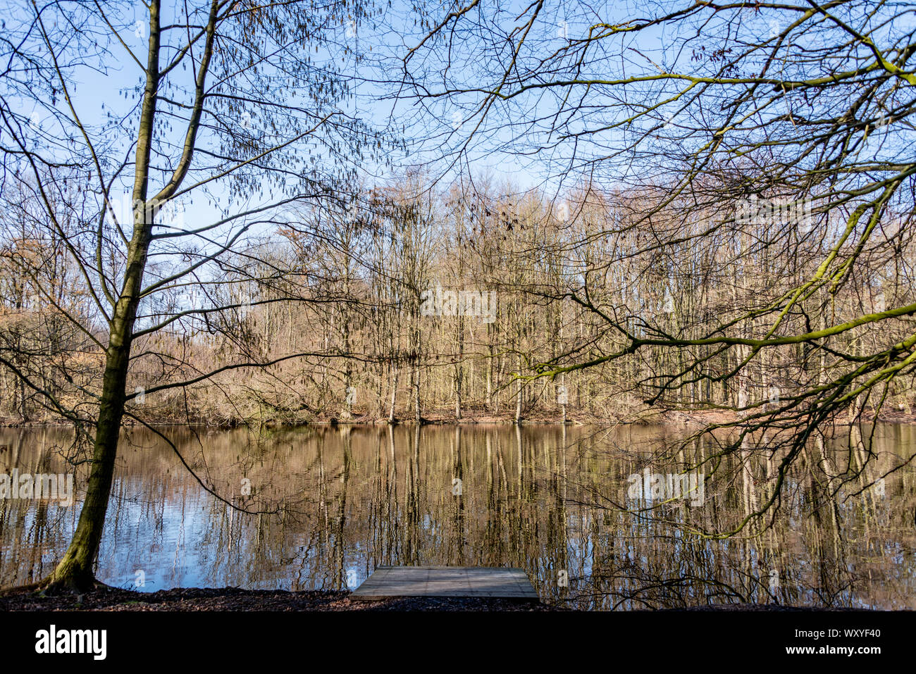 moody autumn scene with brown colors the change of seasons lake with ...