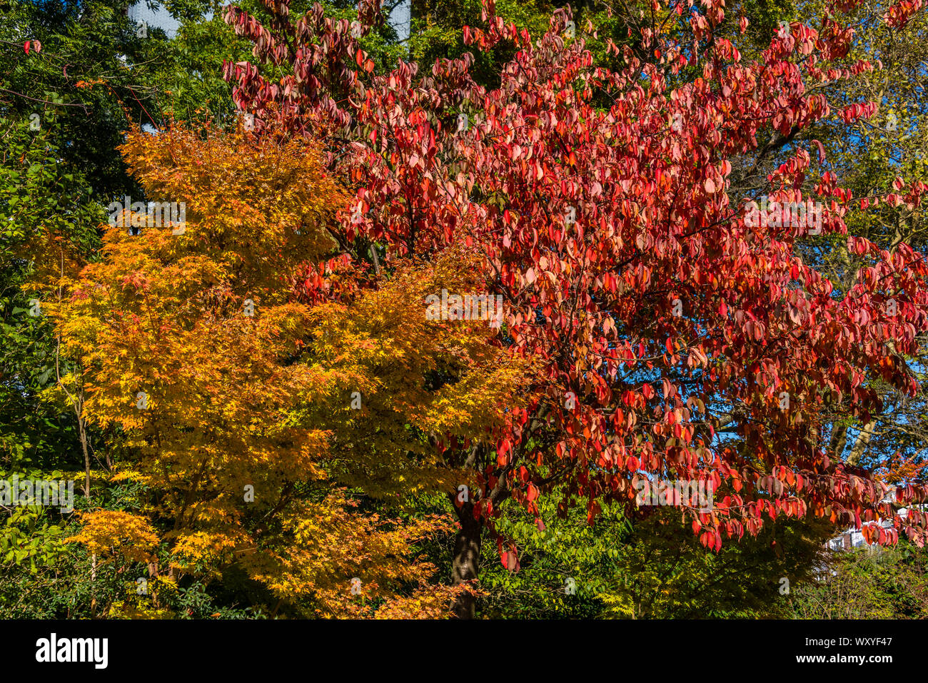 September tree colors hi-res stock photography and images - Alamy