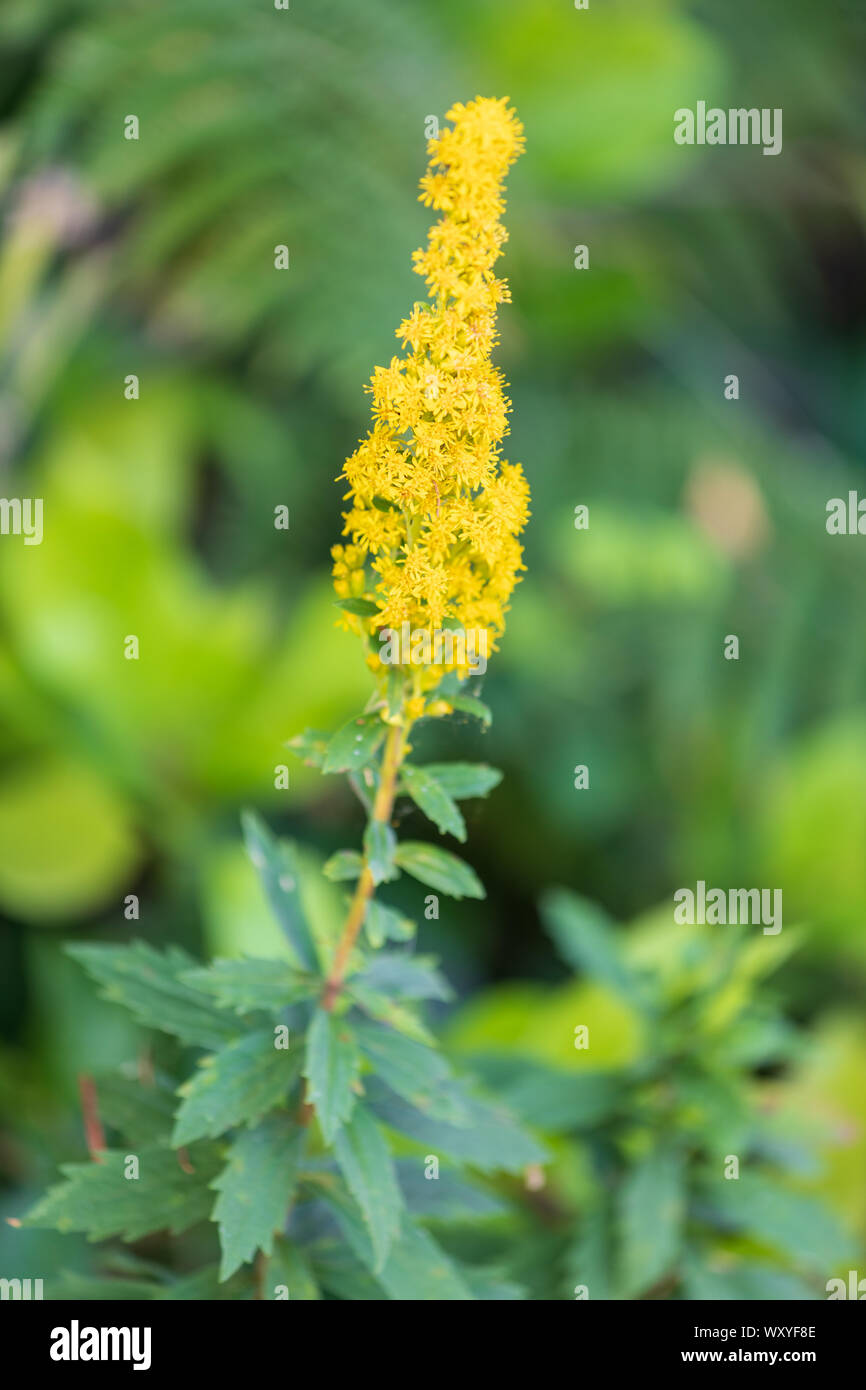 USA, Washington State, Ilwaco, Cape Disappointment State Park. Yellow ...