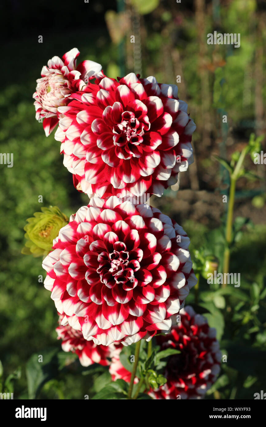 Red and white dahlia hi-res stock photography and images - Alamy
