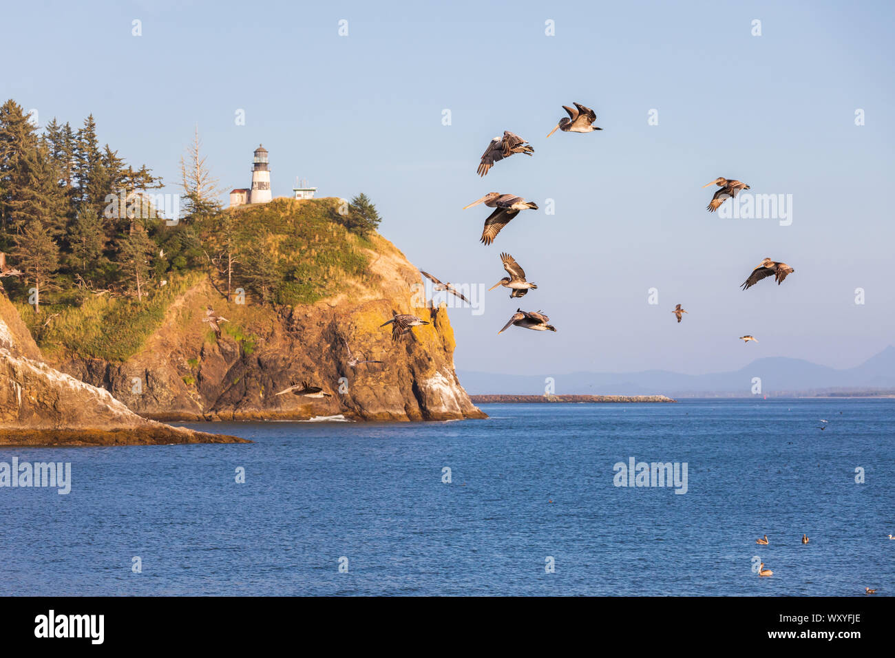 USA, Washington State, Ilwaco, Cape Disappointment State Park. Flock of ...