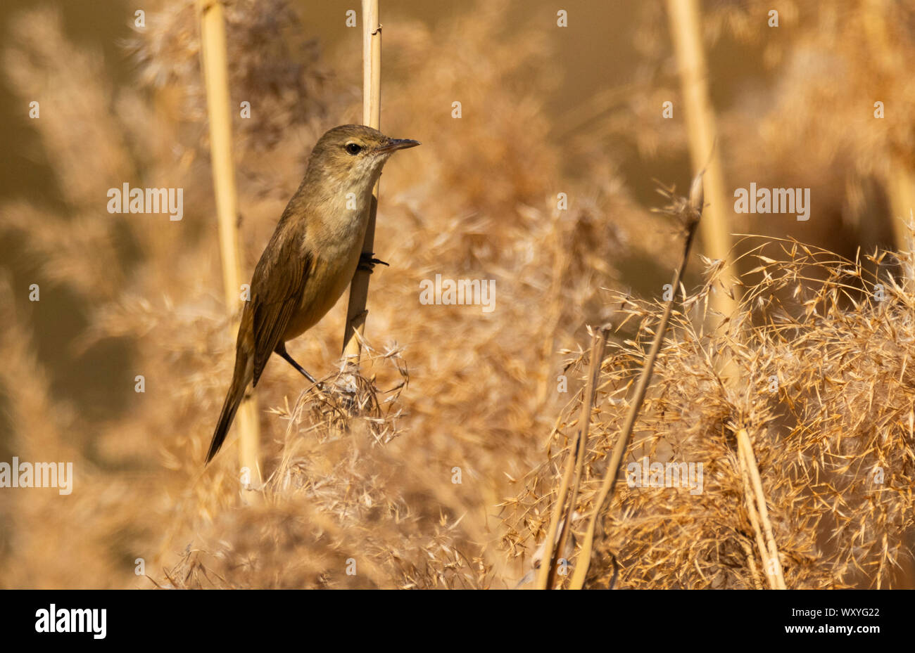 Australian Reed Warbler, Acrocephalus australis, perched on a water ...