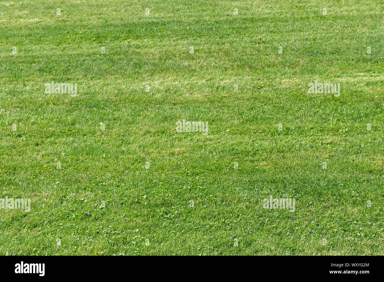 Natural green lawn background Stock Photo - Alamy