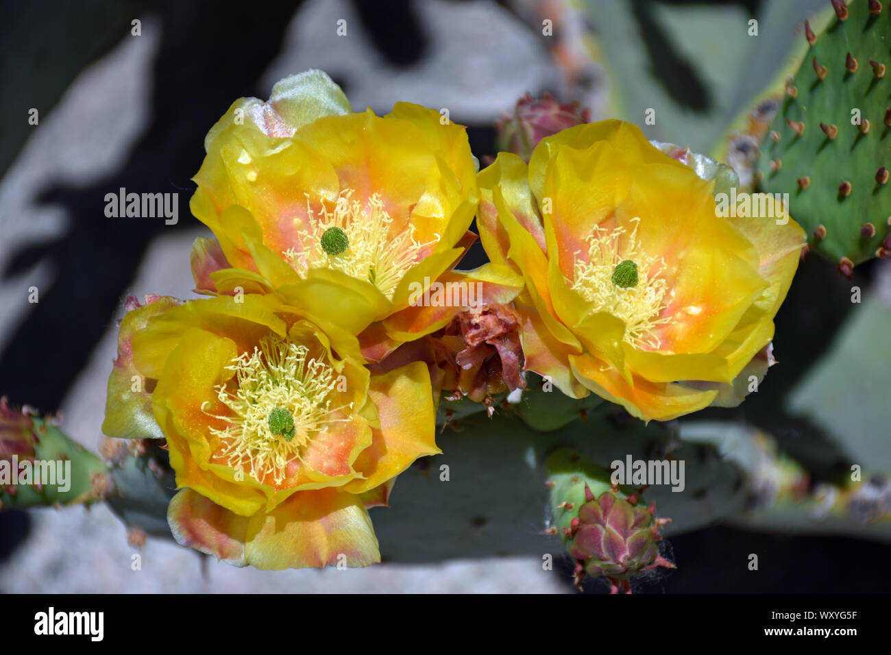 Engelmann Prickly Pear or Texas Prickly Pear Photographed at the ...
