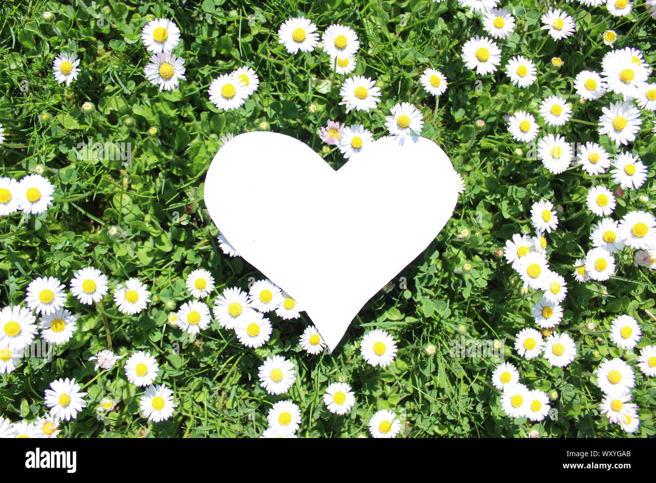 The picture shows a white heart on a meadow with daisy flowers Stock ...