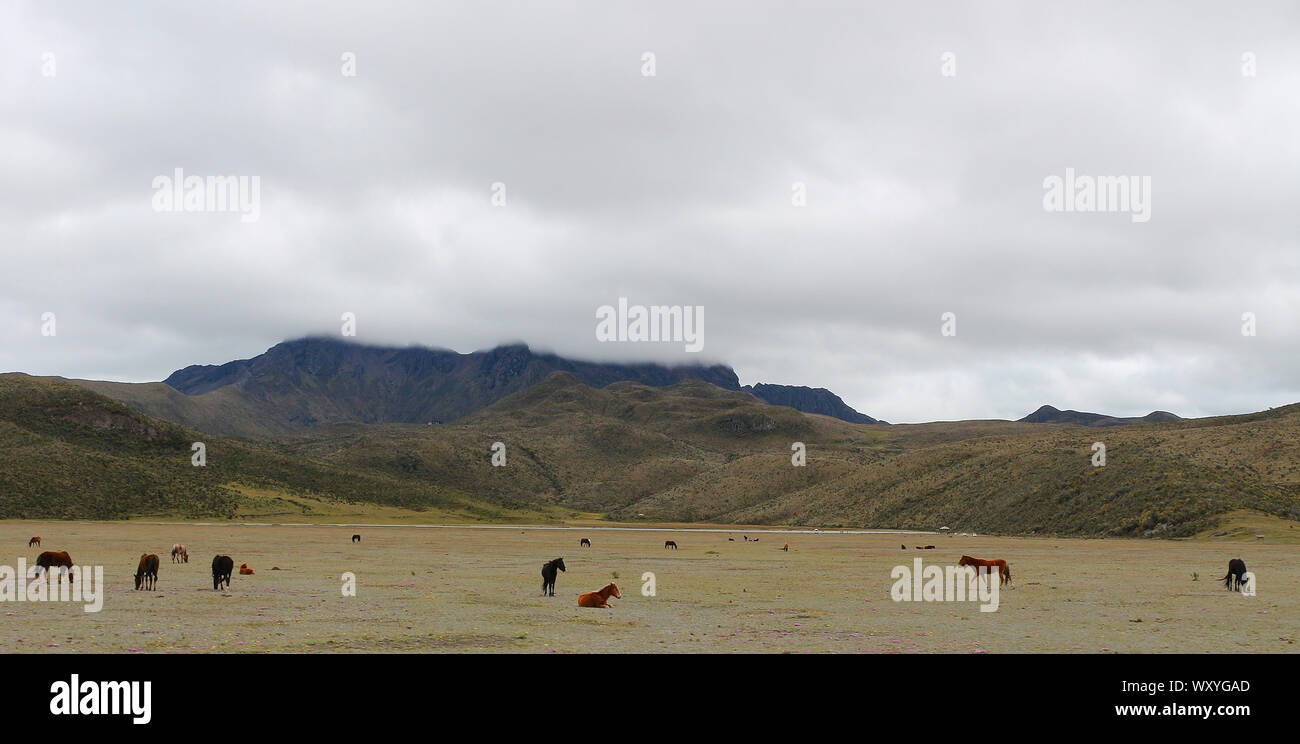 Wild horses in Ecuador South America Stock Photo - Alamy
