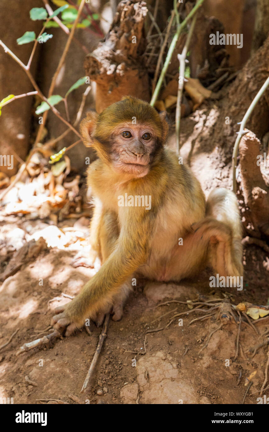 Barbary macaques (Macaca sylvanus), also known as Barbary ape or magot ...