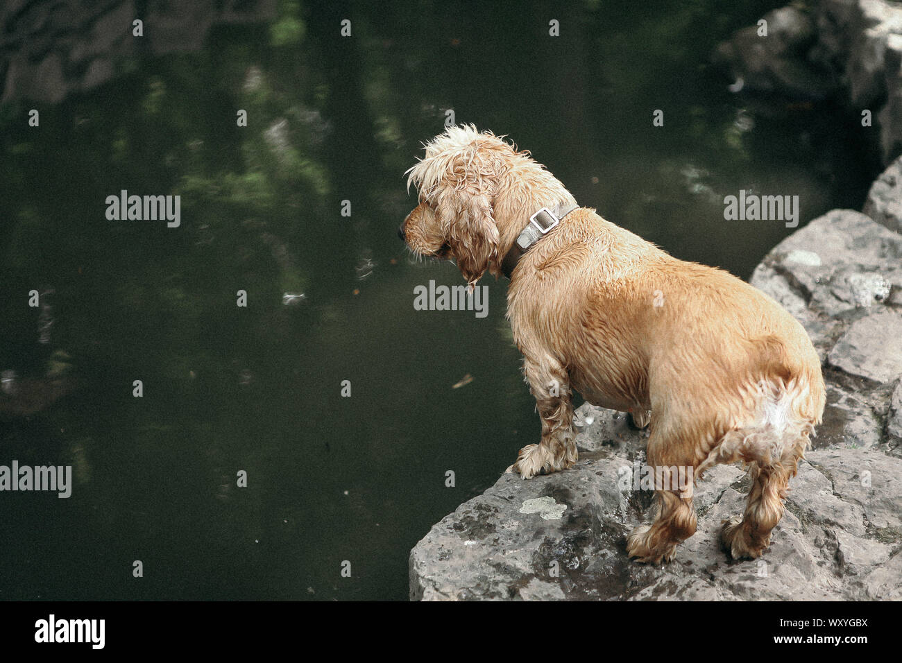 Noise and vintage style. Dog cocker spaniel walk in park in the summer ...