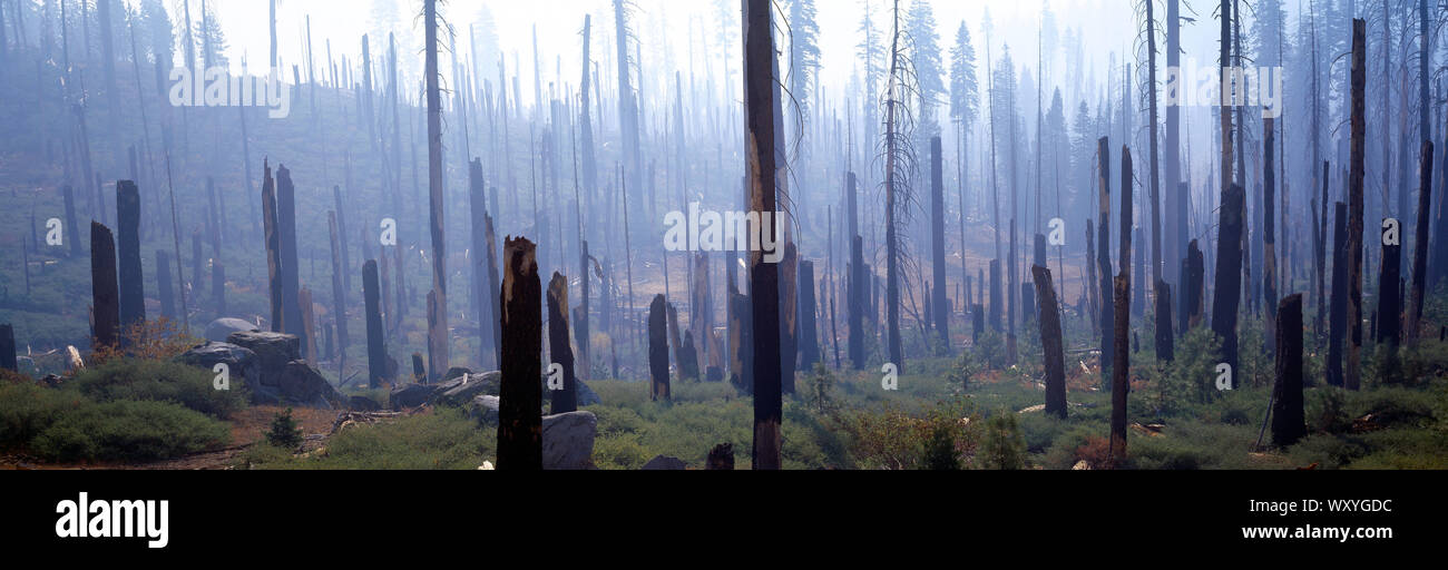 USA. California. Yosemite National Park. Scorched tree stumps Stock ...