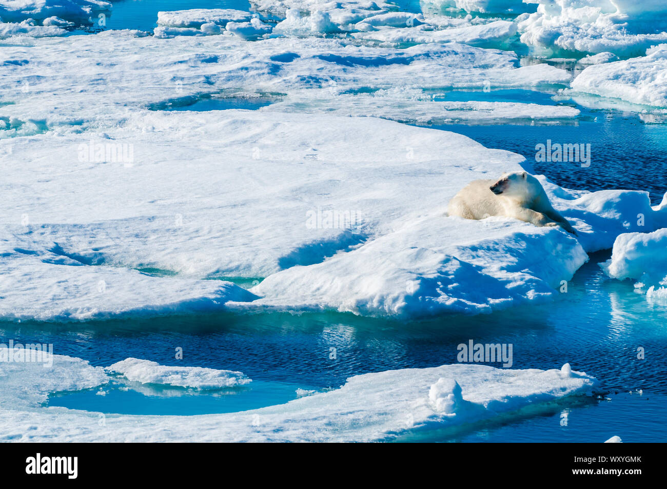 Large polar bear lying on a large ice pack in the Arctic Circle ...