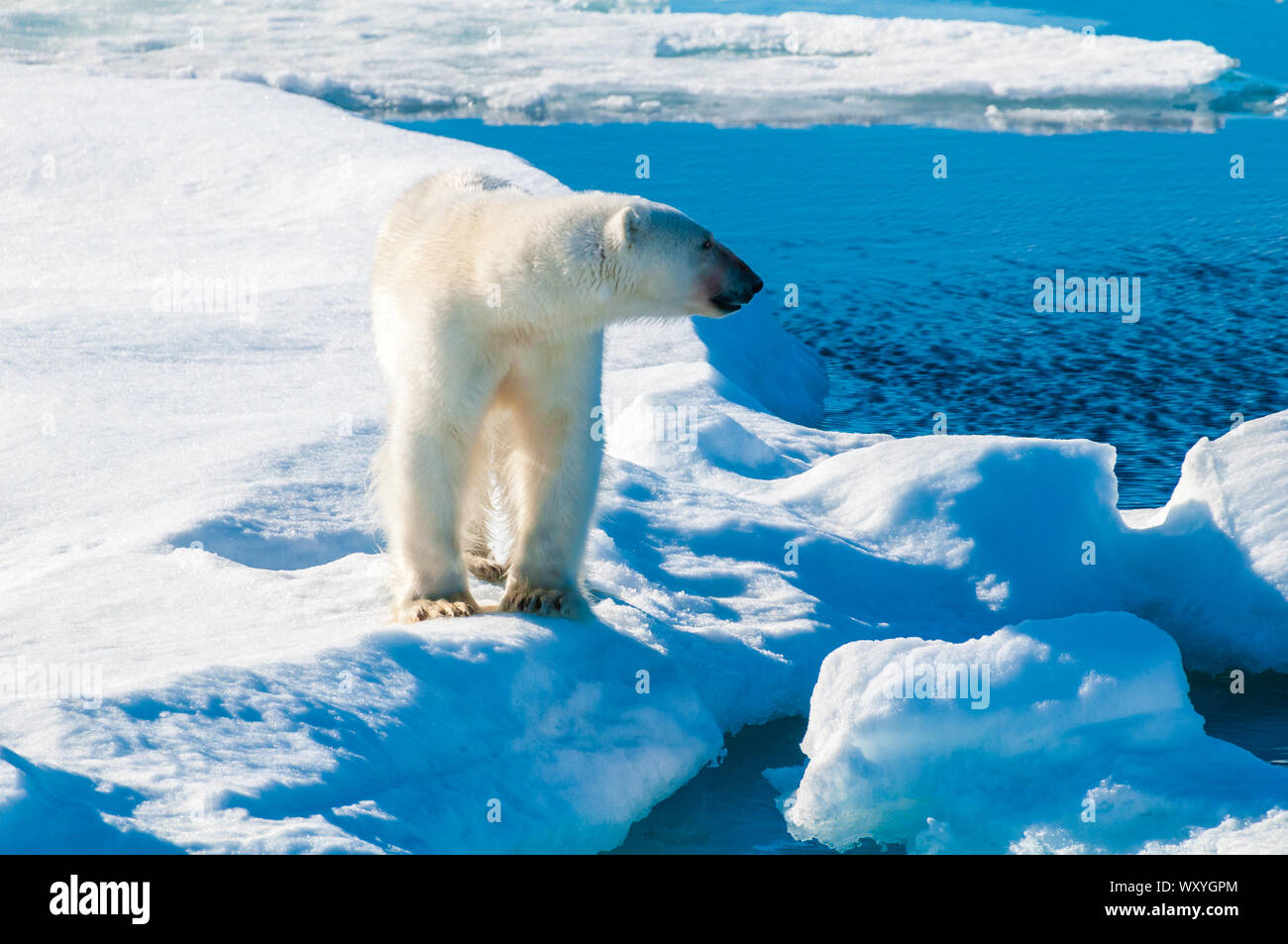 Large polar bear walking on the ice pack in the Arctic Circle ...