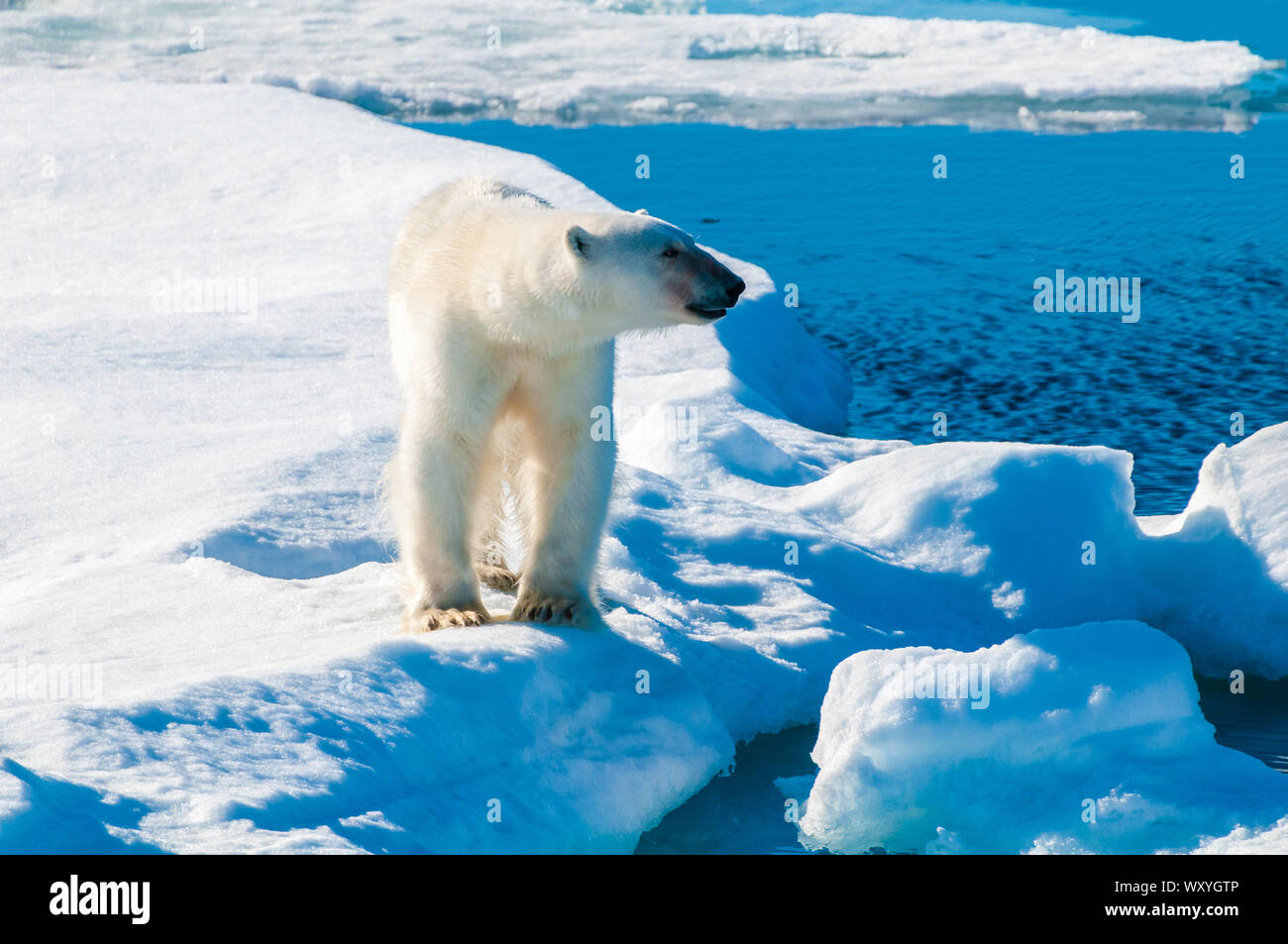 Large polar bear walking on the ice pack in the Arctic Circle ...