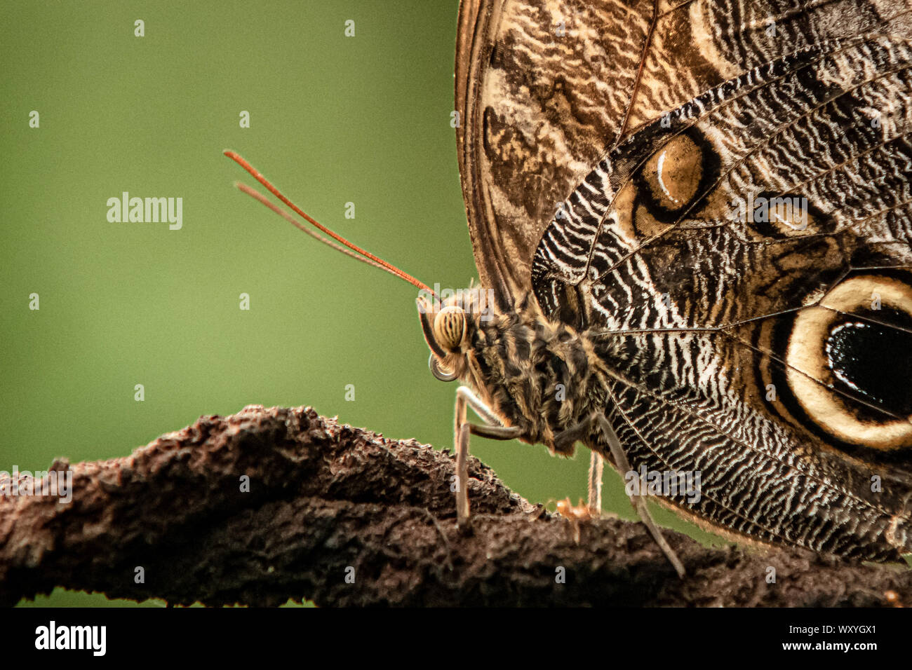 Owl Butterfly (Caligo eurilochus) Close up Stock Photo - Alamy