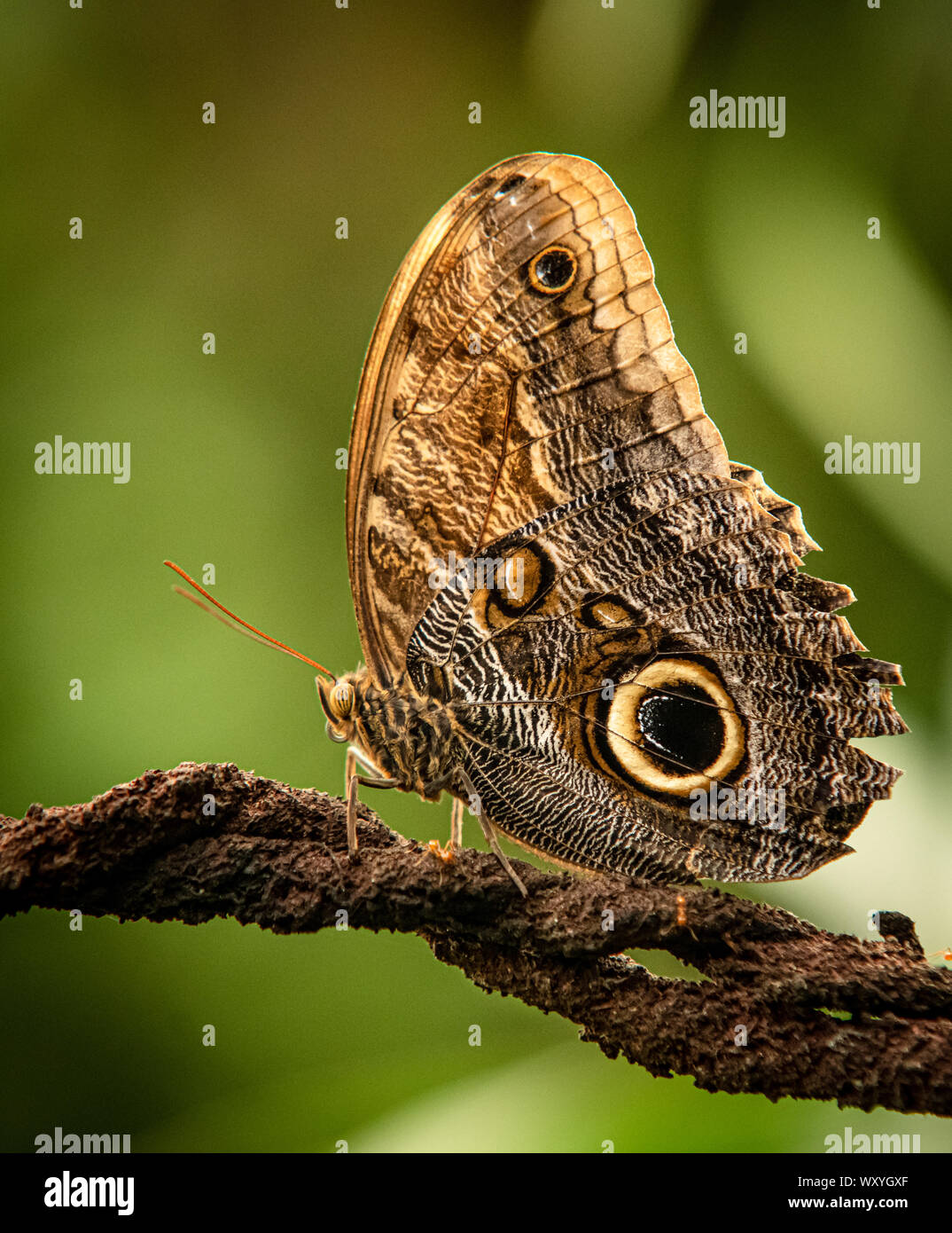 Owl Butterfly (Caligo eurilochus) Close up Stock Photo - Alamy