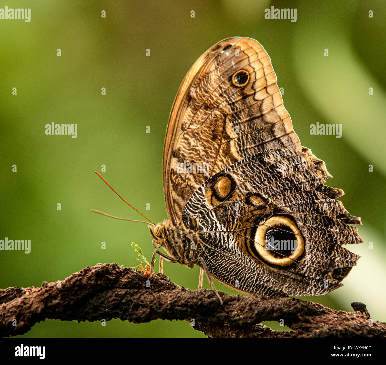 Owl Butterfly (Caligo eurilochus) Close up Stock Photo - Alamy