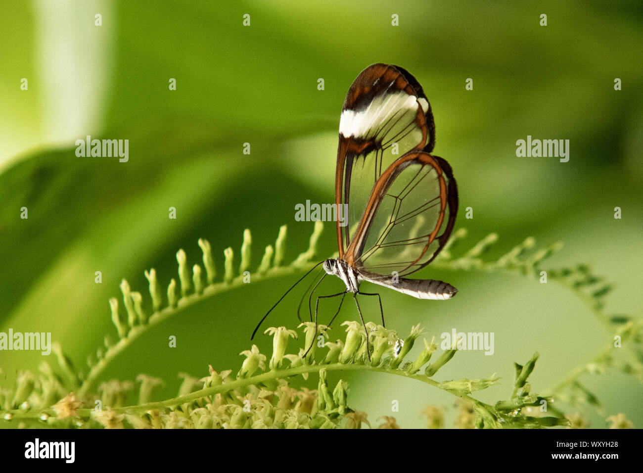 Transparent wing insect hi-res stock photography and images - Alamy