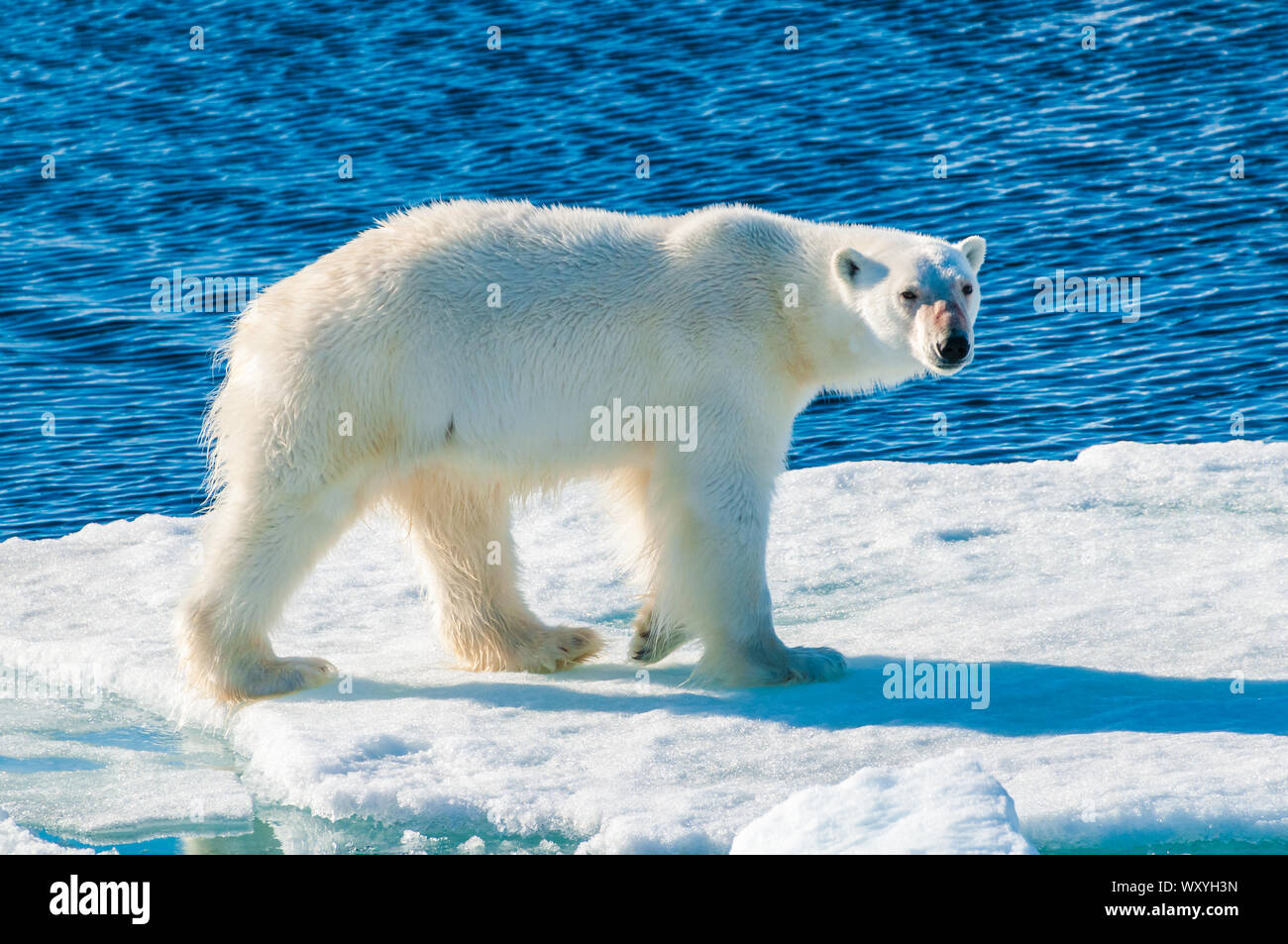 Large polar bear walking on the ice pack in the Arctic Circle ...
