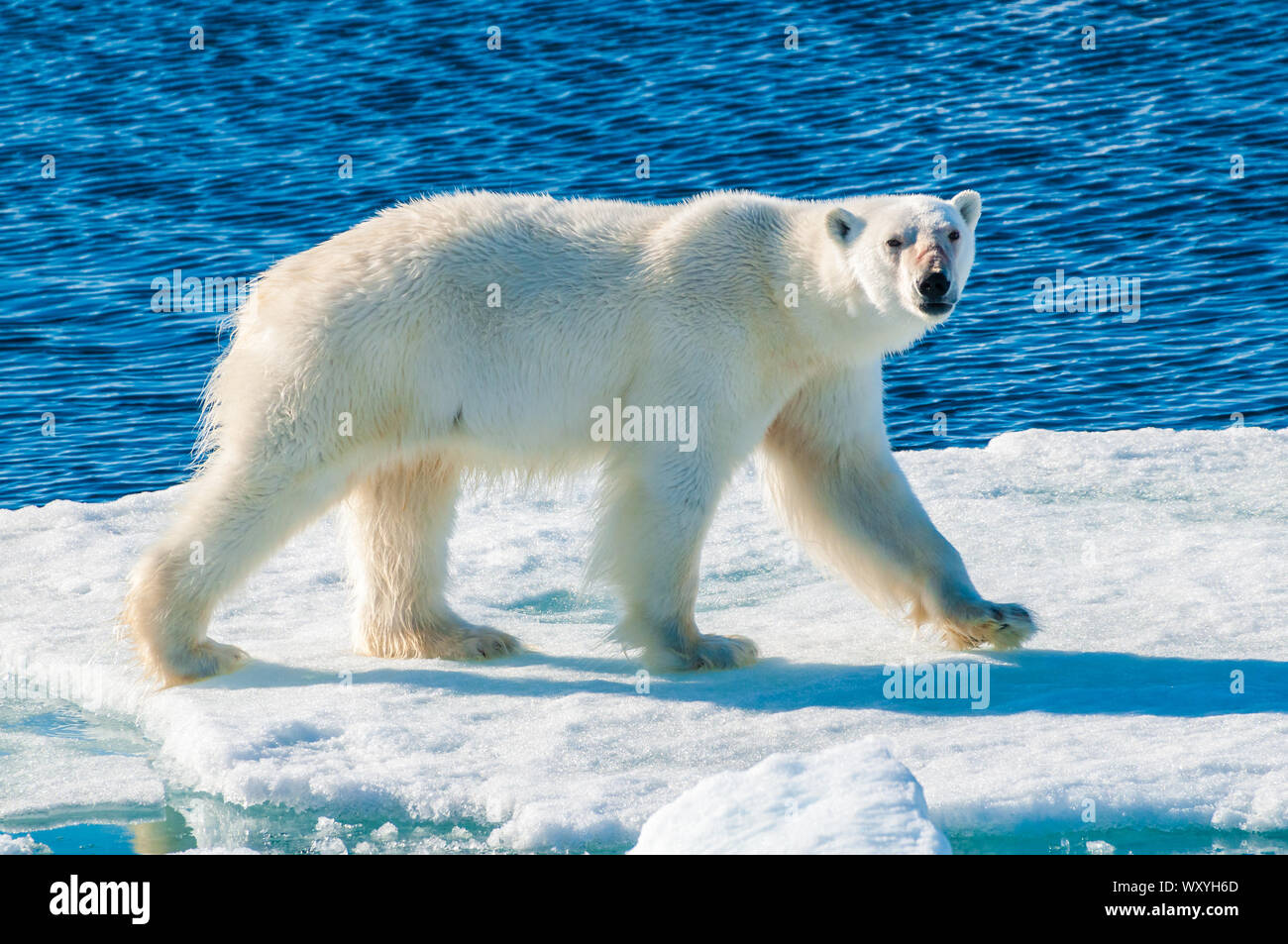Large polar bear walking on the ice pack in the Arctic Circle ...