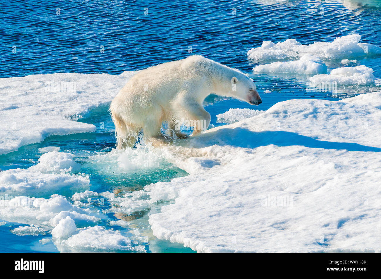 Large polar bear walking on the ice pack in the Arctic Circle ...