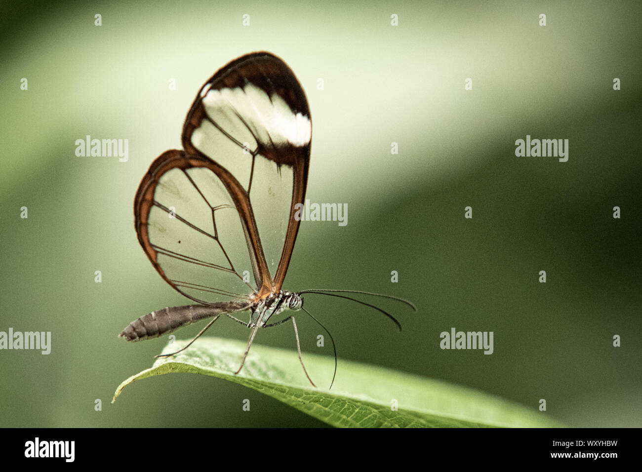 Transparent wing insect hi-res stock photography and images - Alamy