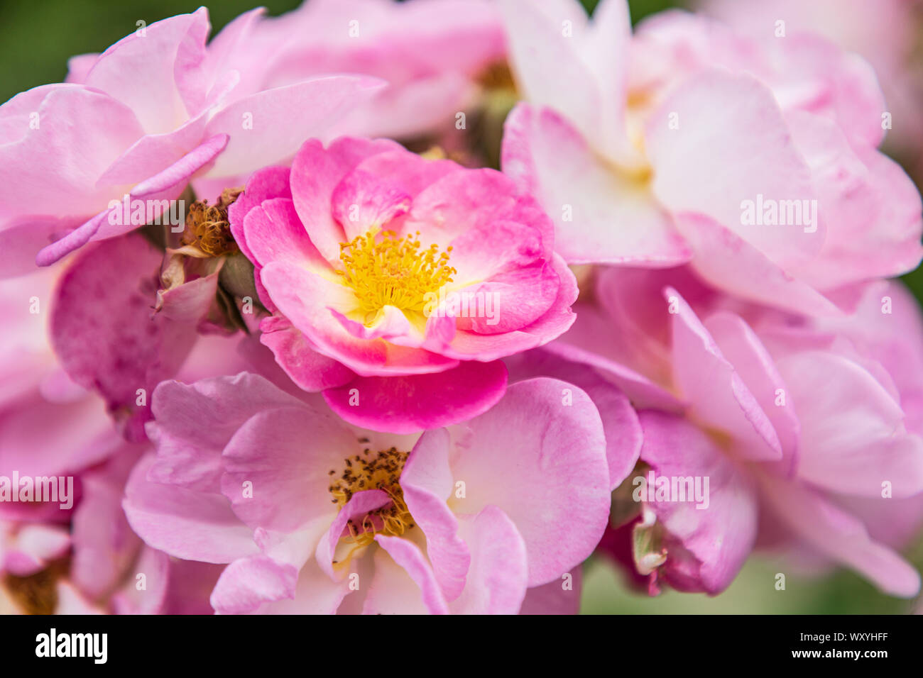 USA, Washington State, Vancouver. Roses in a garden in Vancouver ...