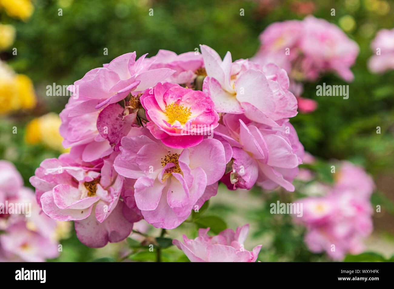 USA, Washington State, Vancouver. Roses in a garden in Vancouver ...