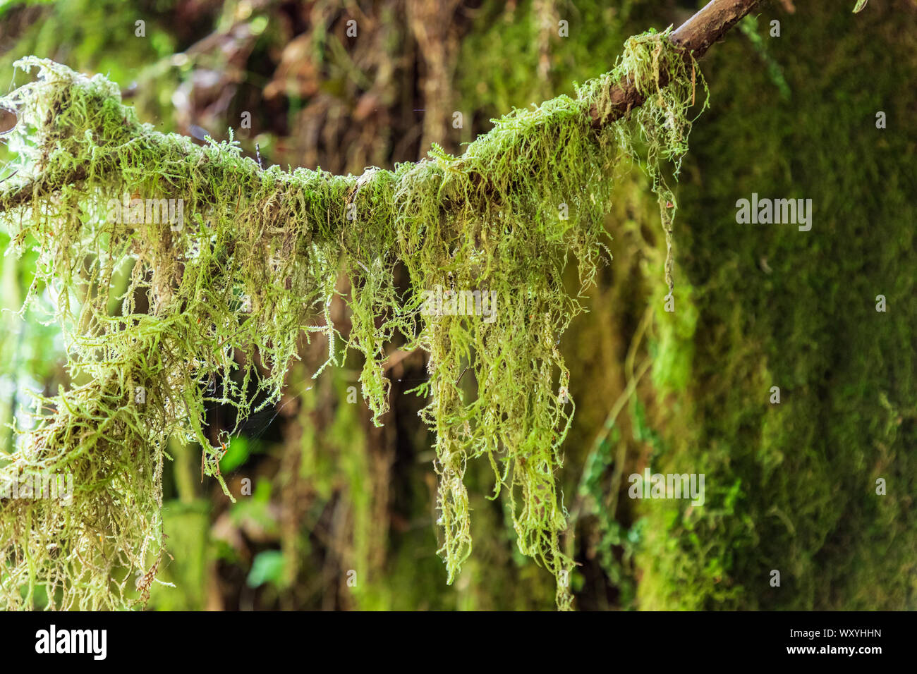 USA, Washington State, Woodland. Moss hanging from a tree branch Stock ...