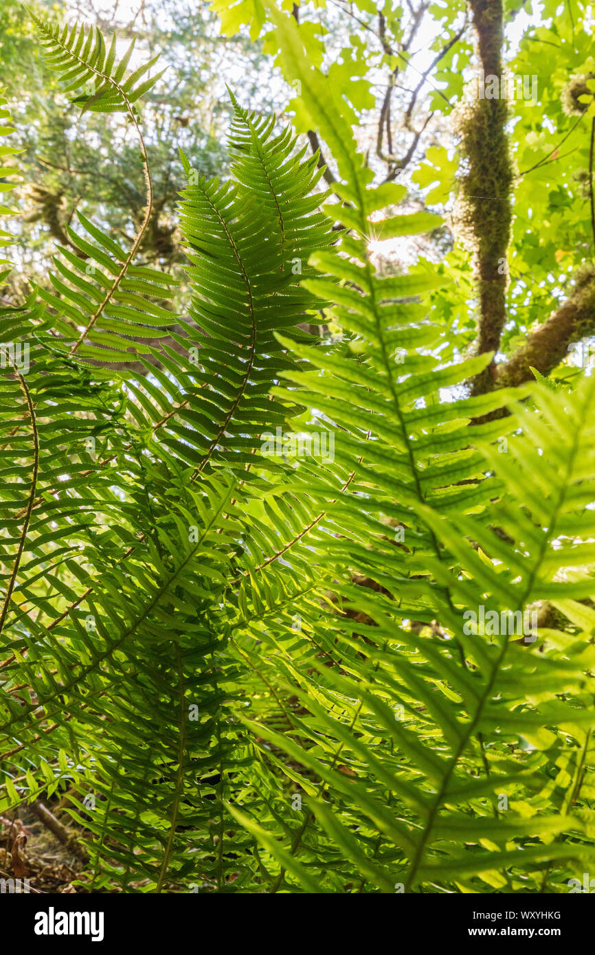 USA, Washington State, Woodland. Ferns in a forest in southwestern ...